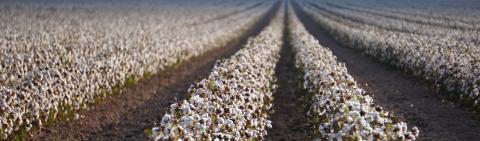 Improving wage transparency in cotton through farm-level data ...